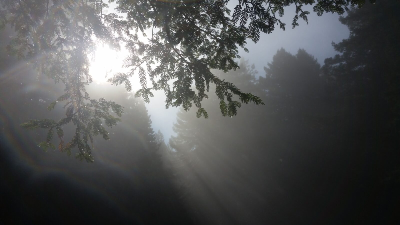 Sustainable Conservation's #EarthDayAtHome | Sustainable Conservation