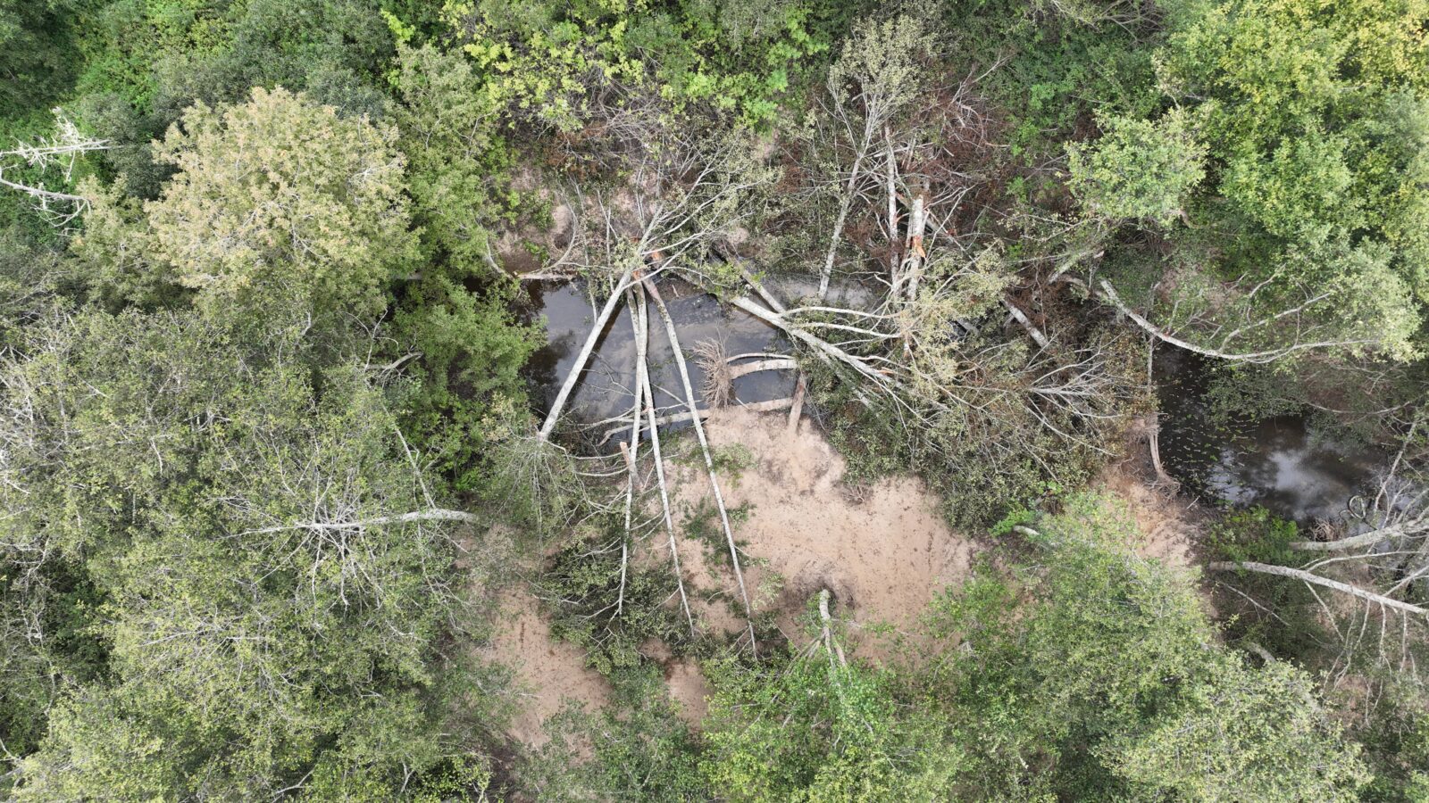 Restoration Round-Up: Butano Creek Floodplain and Streamflow ...