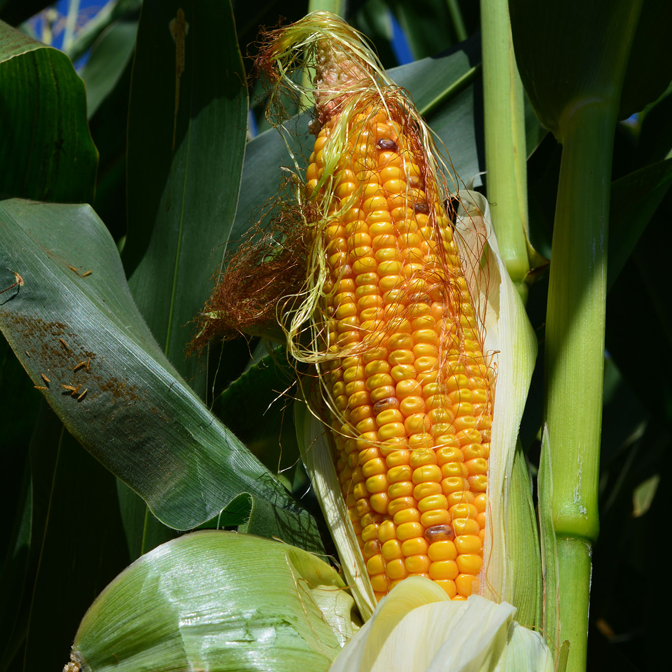 Homepage | Sustainable Conservation